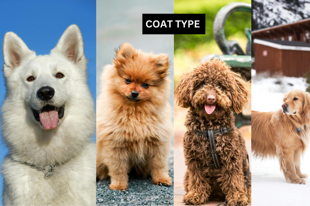 How to Keep Your Dog’s Coat Shiny & Healthy: Grooming Tips by Breed ...