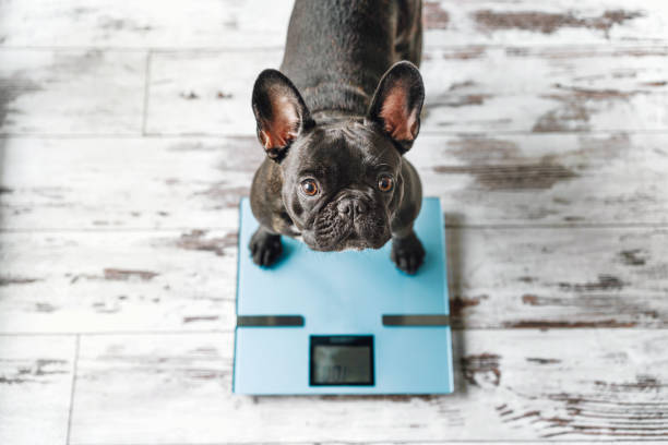 Step-by-Step: How to Weigh Your Dog at Home – Furry Pet World